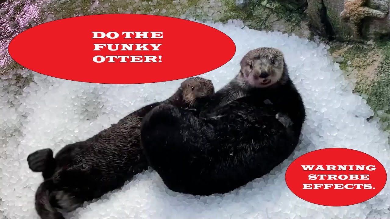 Do the funky Otter - YouTube