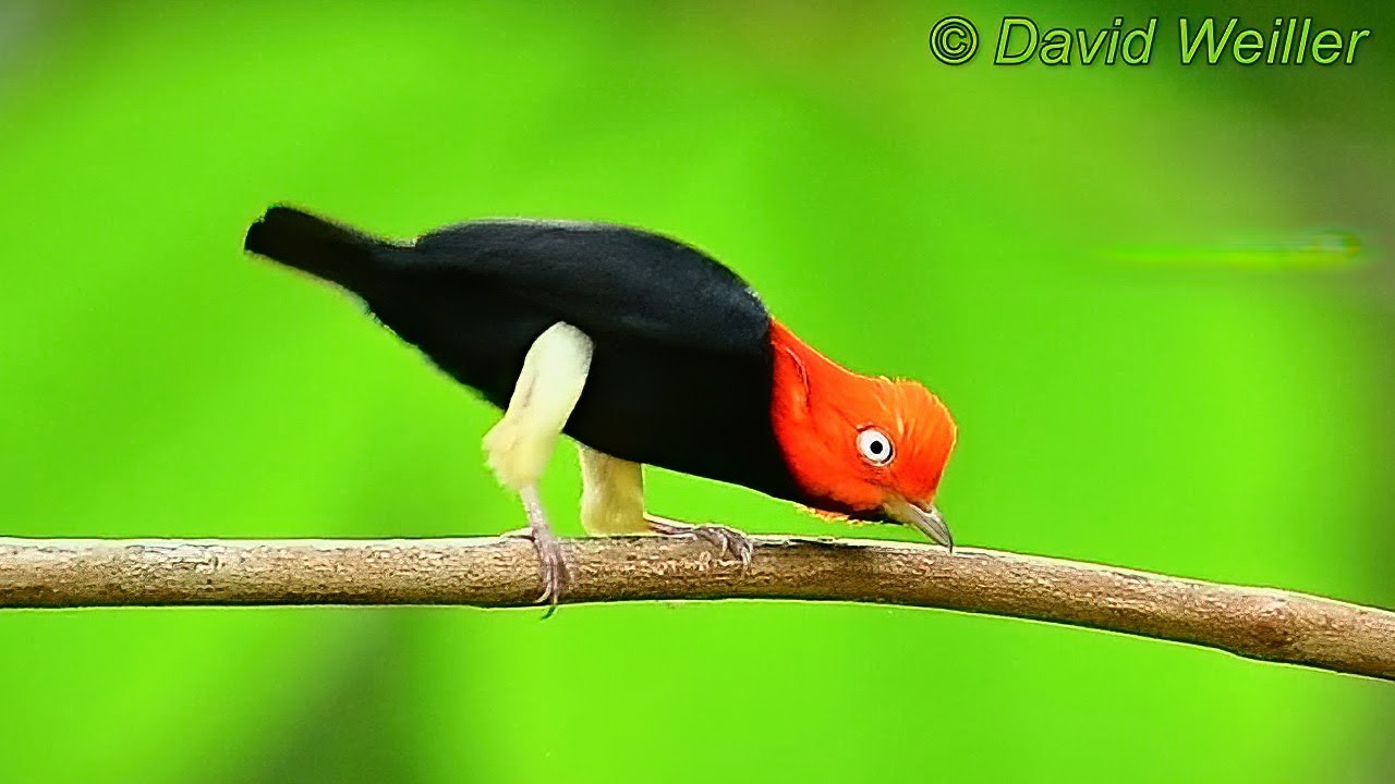 Have You Ever Seen a Bird Moonwalking? - YouTube