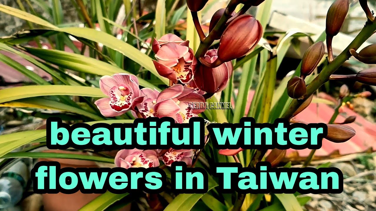 beautiful winter flowers in Taiwan tanaman bunga yang mekar di musim ...