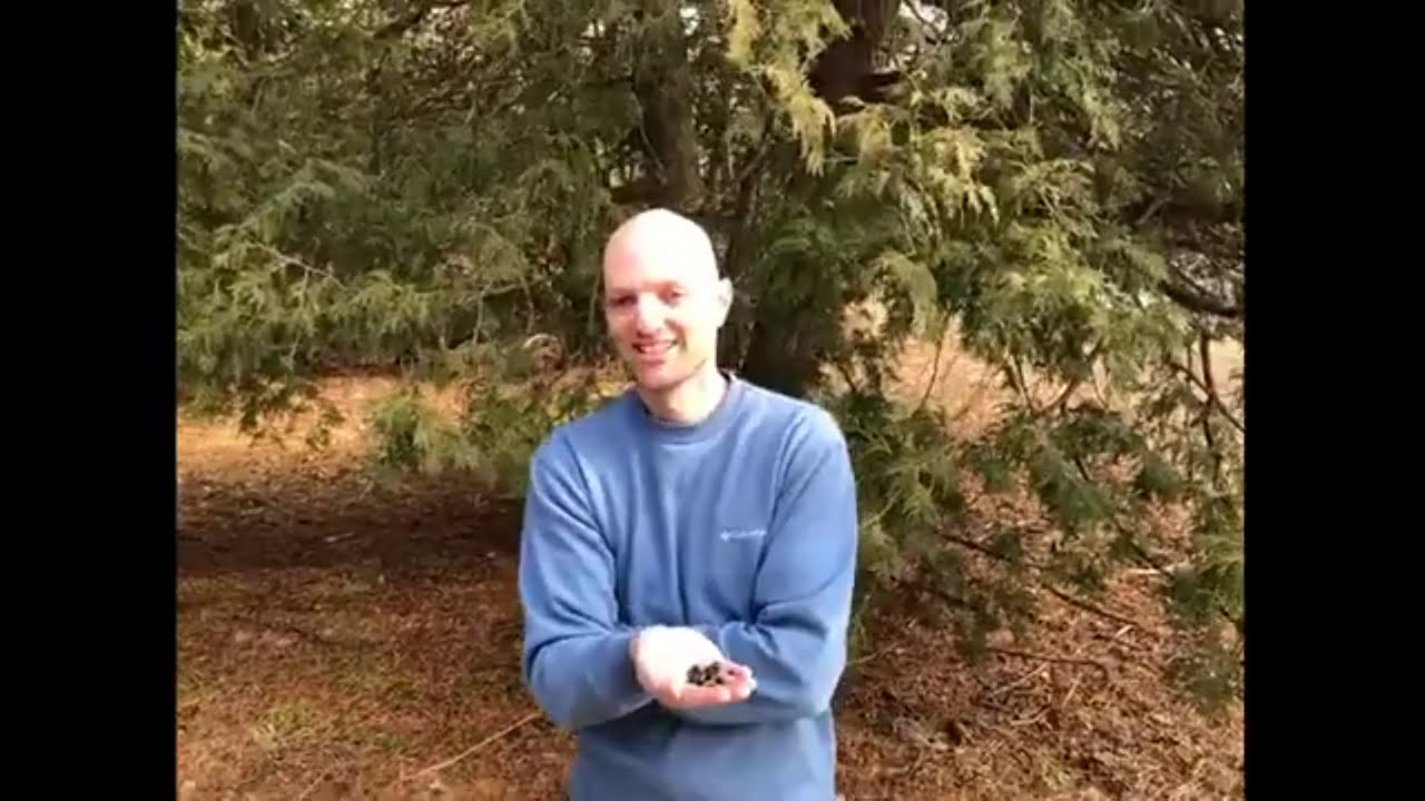 Winter Bird Count Live Q&A - YouTube