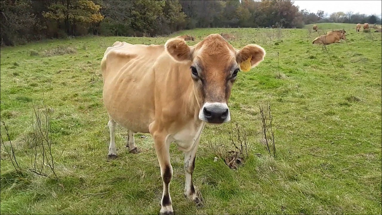 Cow Hunt! - YouTube
