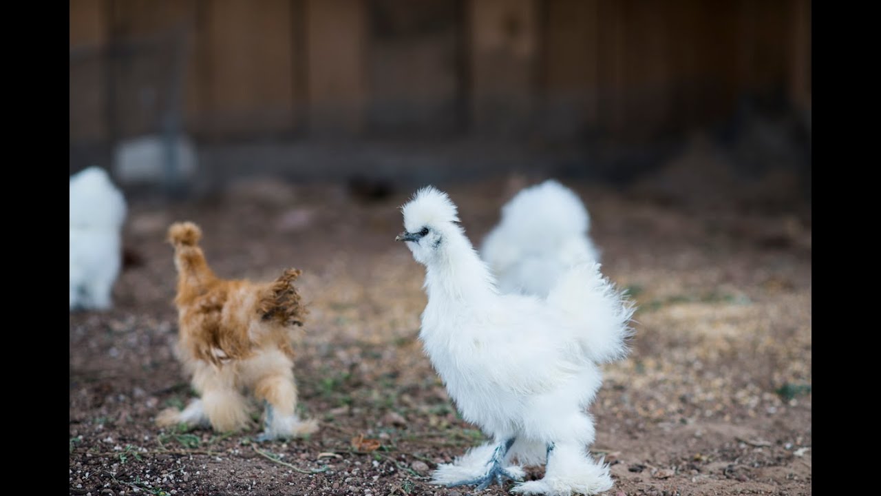 Silkie Chickens - Interview w/ Herbert A. Insel, MD - YouTube