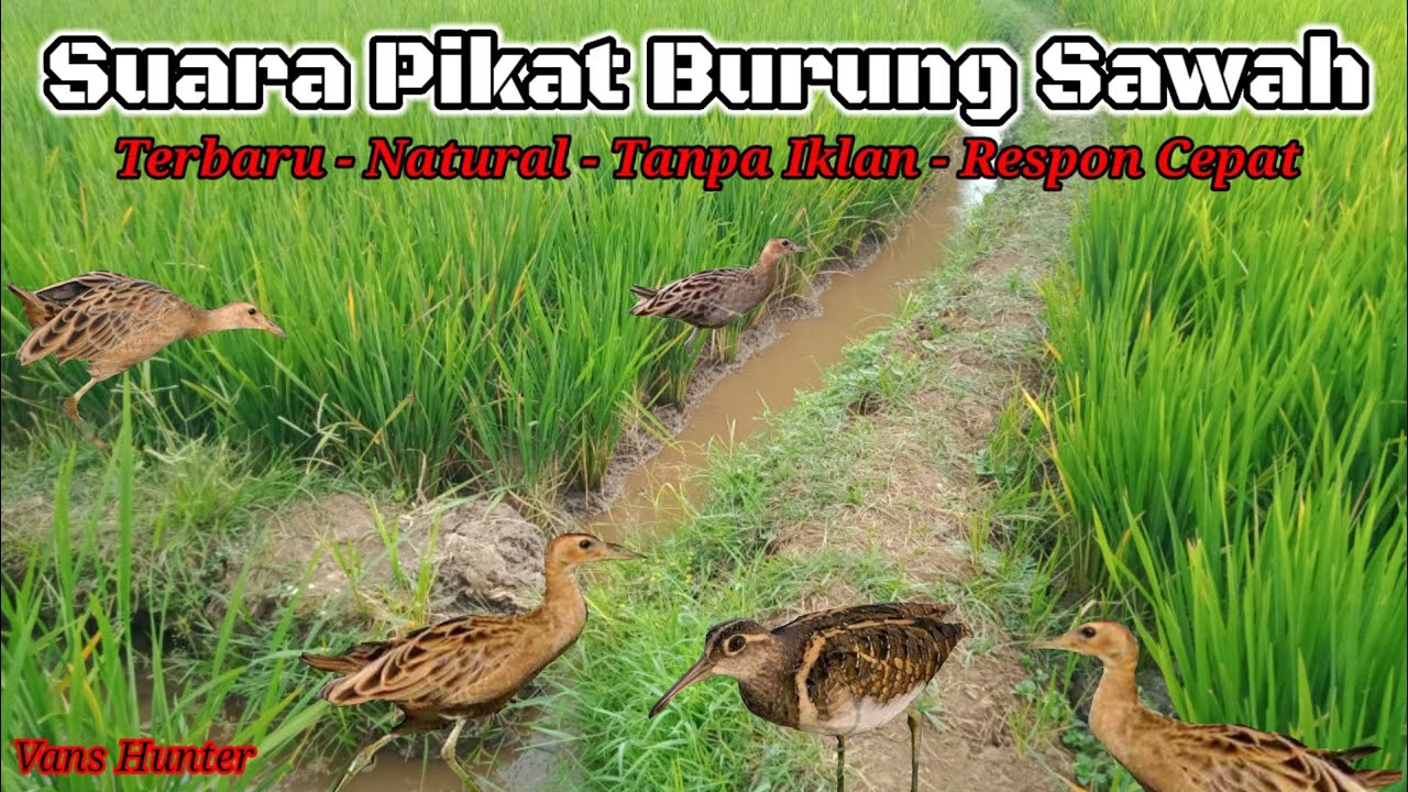 Jenis Burung Emprit Sawah: Karakteristik, Habitat, dan Keunikan
