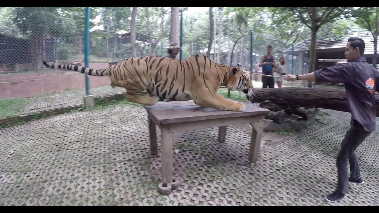 Tiger Attack!! Tiger Kingdom! - YouTube