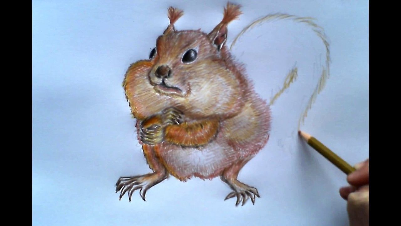 How to draw - fat squirrel, chipmunk - YouTube