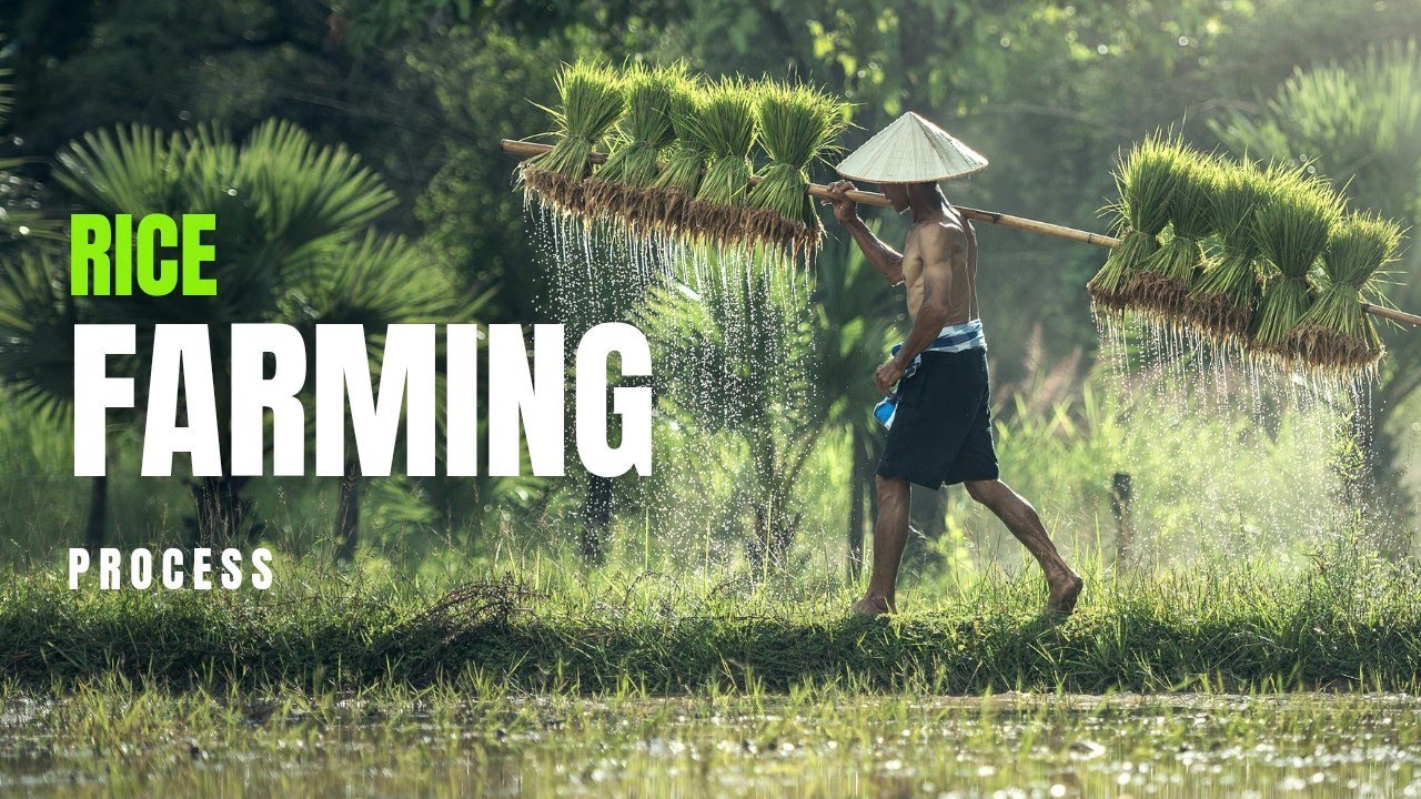 Rice farming process. - YouTube