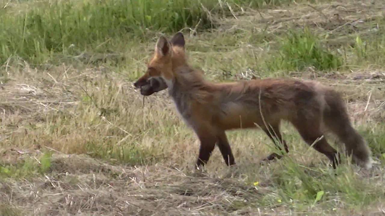 A hungry fox catching prey behind our house. - YouTube