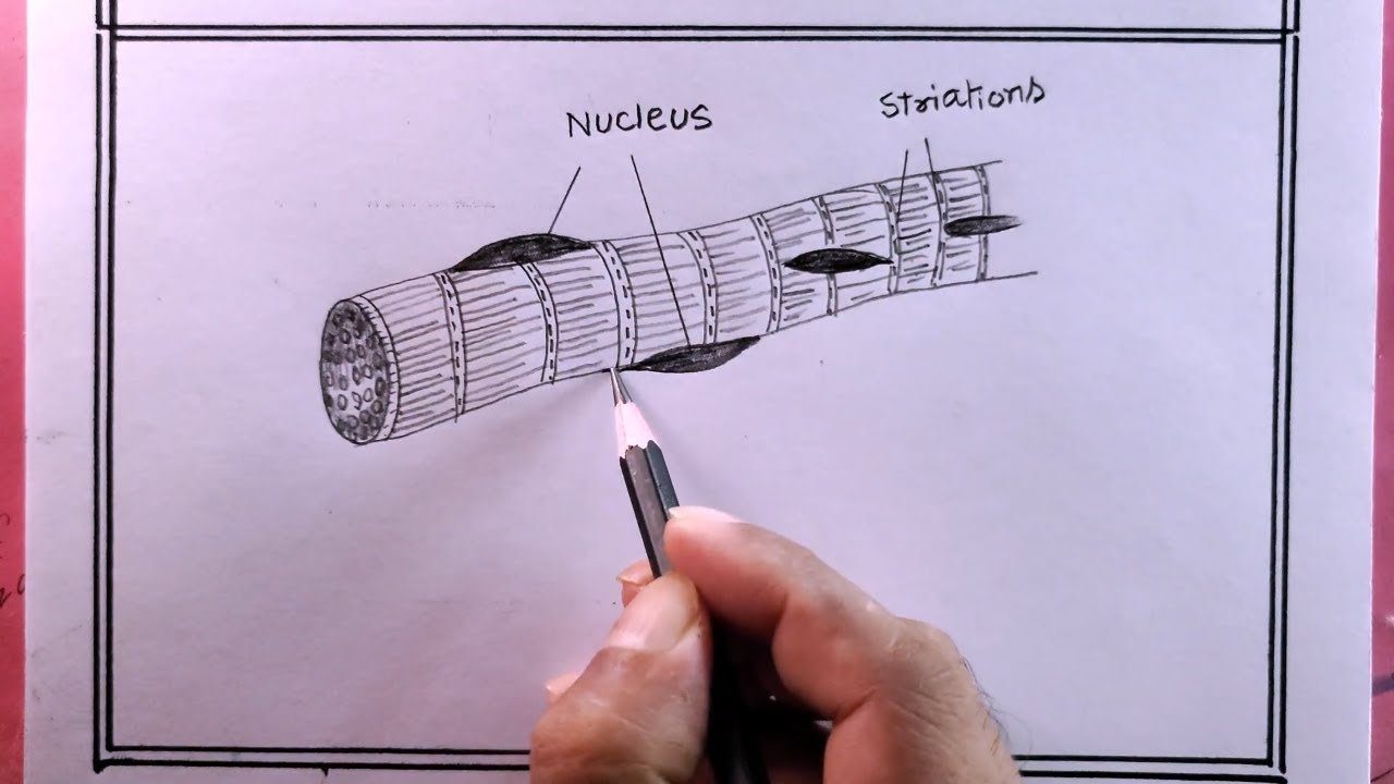 how to draw striated muscles easy step by step - YouTube