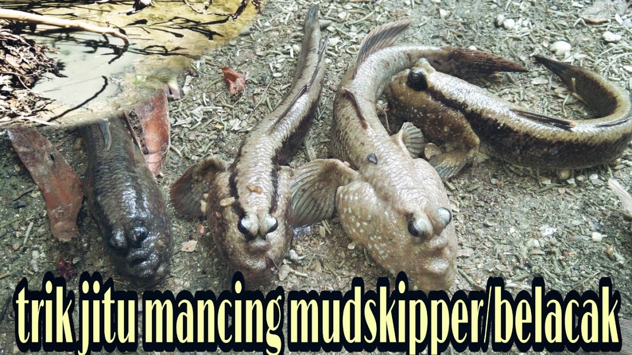 TERNYATA MUDAH !! MANCING IKAN GLODOK/MUDSKIPPER,BELACAK, OXUDORCINAE ...