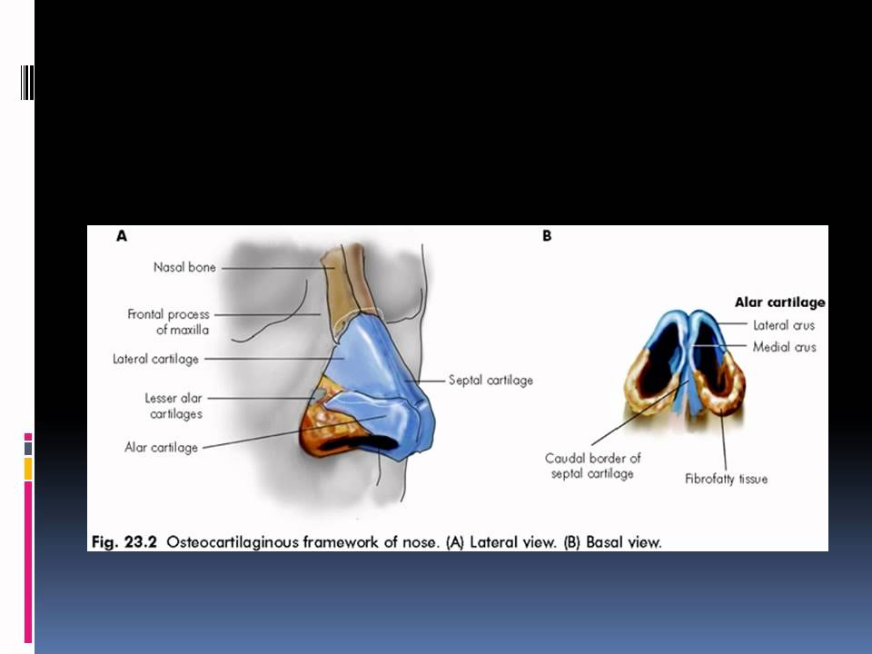 EXTERNAL APPEARANCE OF NOSE - YouTube
