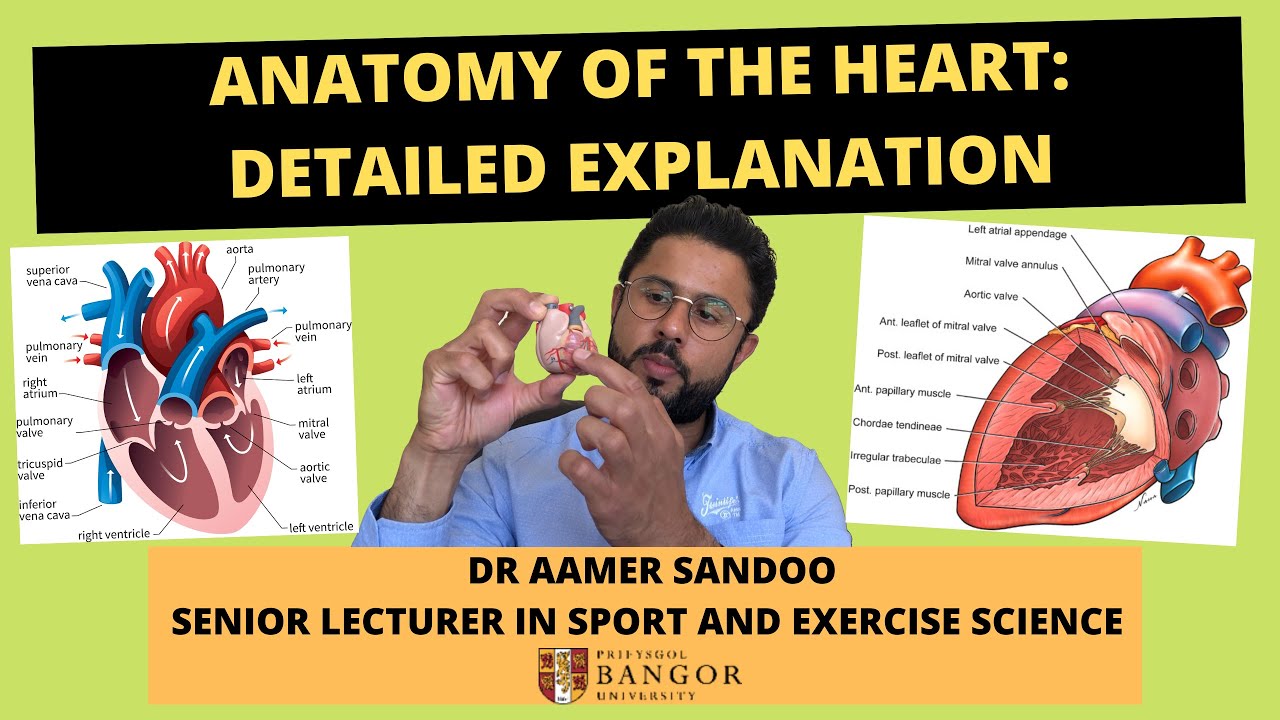 ANATOMY OF THE HEART: FULL EXPLANATION FOR A-LEVEL STUDENTS - YouTube