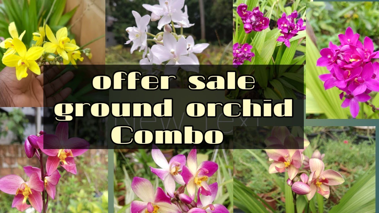 offer sale | 5 colour | ground orchid Combo | online sale - YouTube