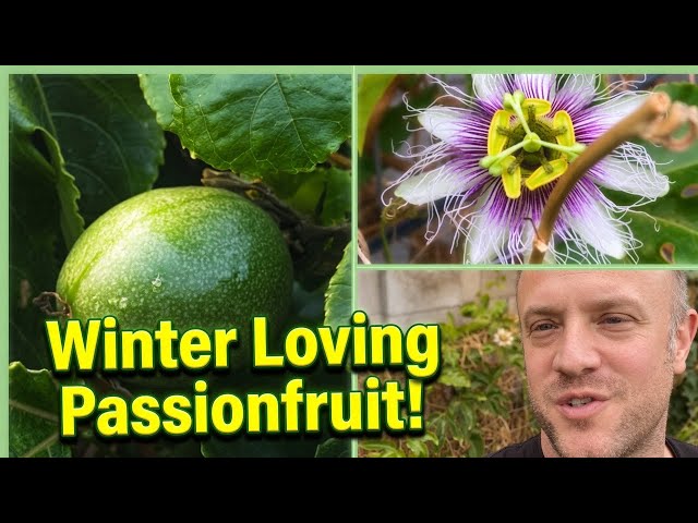 Passion Fruit Vine Winter