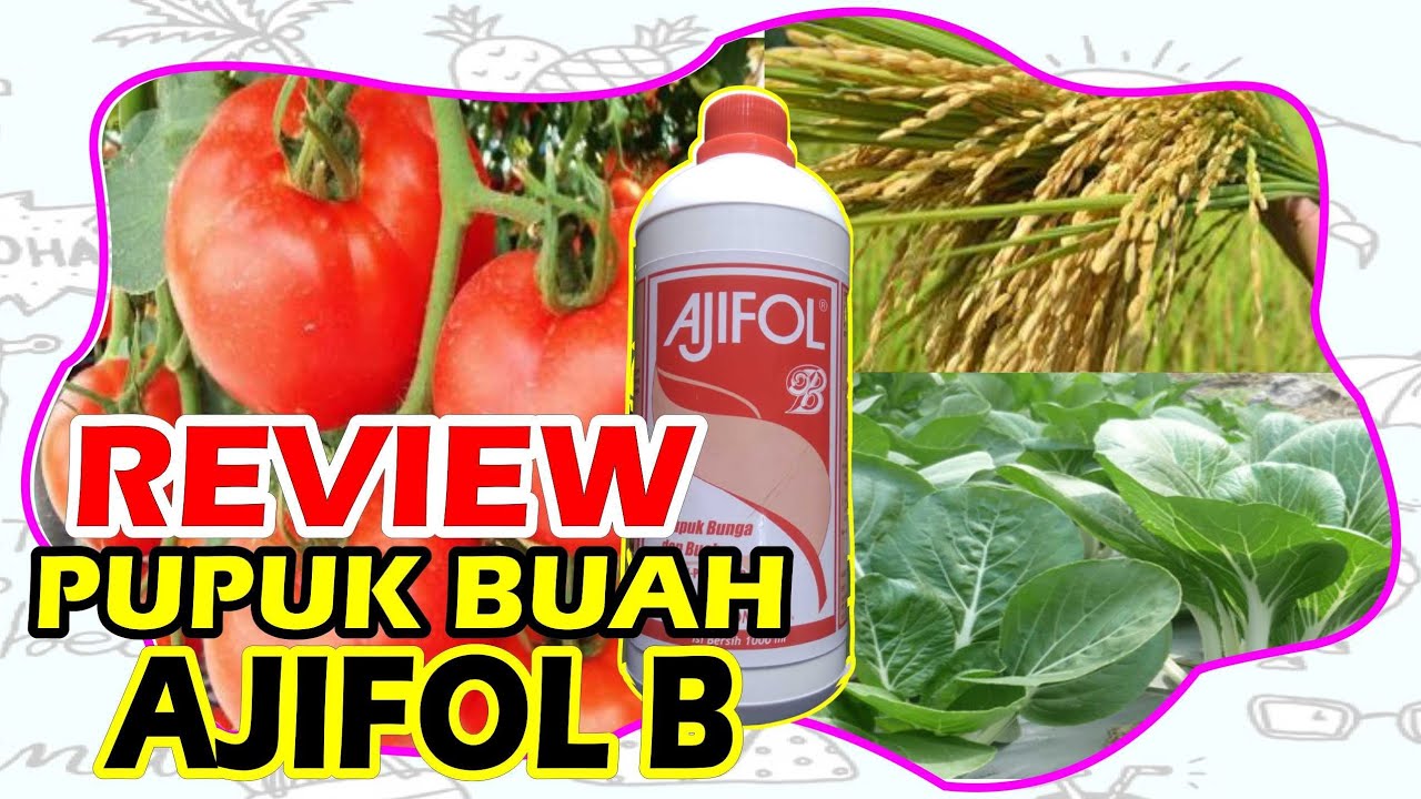 REVIEW PUPUK BUAH AJIFOL B - YouTube