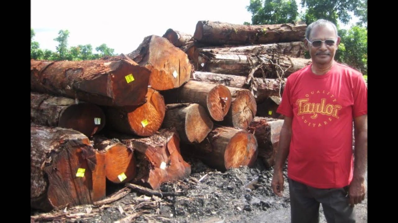 Fiji Hardwood & TABS Investment - YouTube