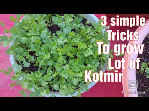3 Simple Tricks to grow lot of Coriander Dhaniya (kotmir) in 3 days ...