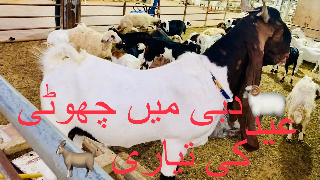 Dubai cattle farm - YouTube