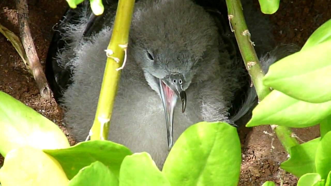 Kilauea Lighthouse baby wedge tailed shearwater.MOV - YouTube