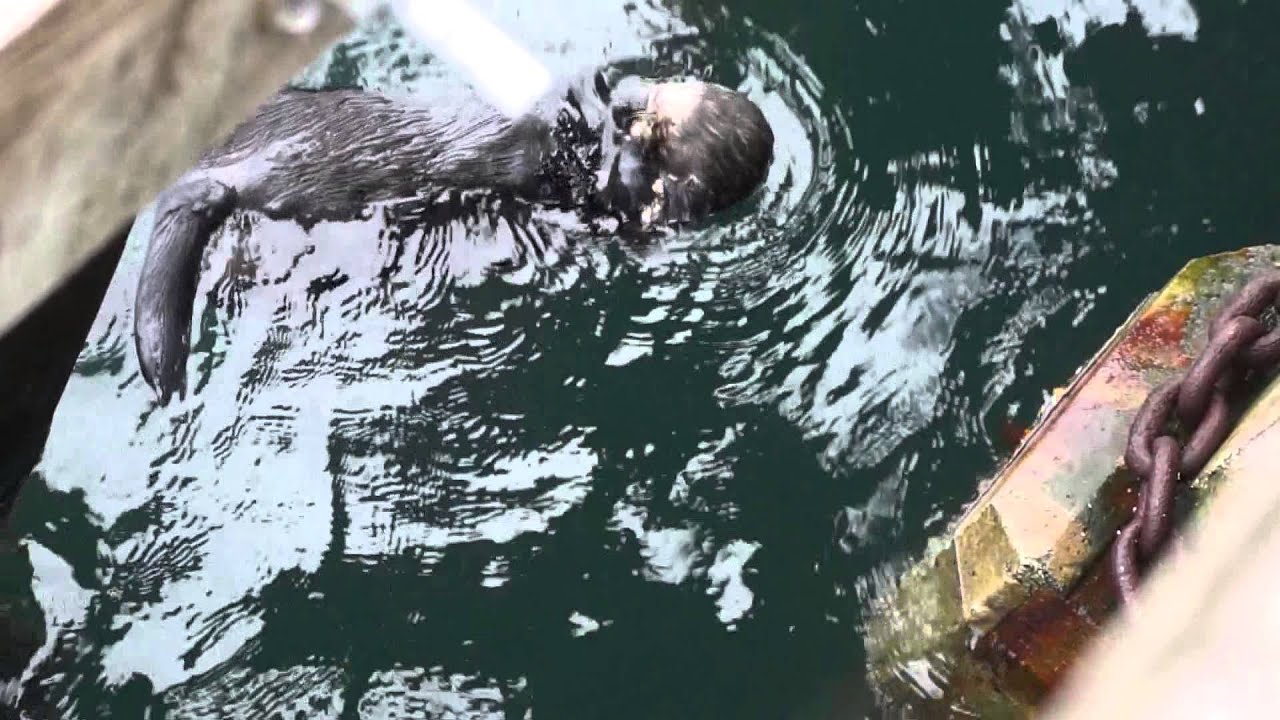 sea otter eating clam after cracking it on the pier in Monterey - YouTube