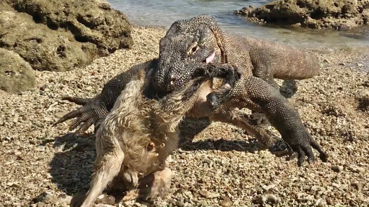 Latest | Komodo Ambushes Its Prey On The Beach When It Wants To Hunt ...