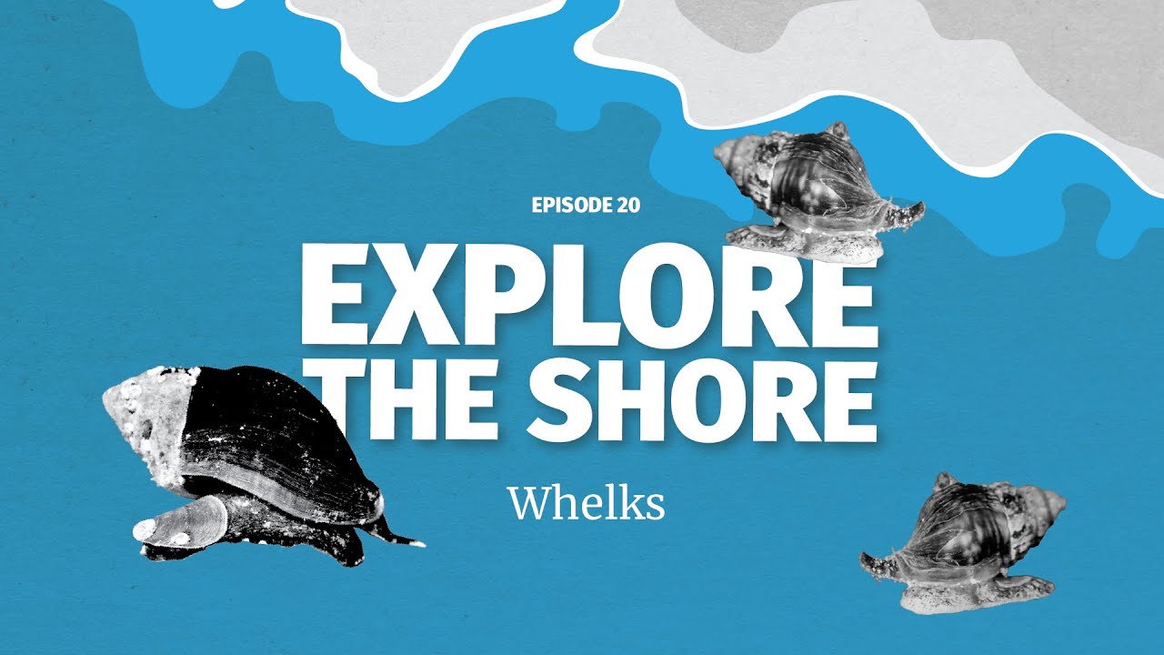Whelks - scavengers that can drill into mussel shells! - YouTube