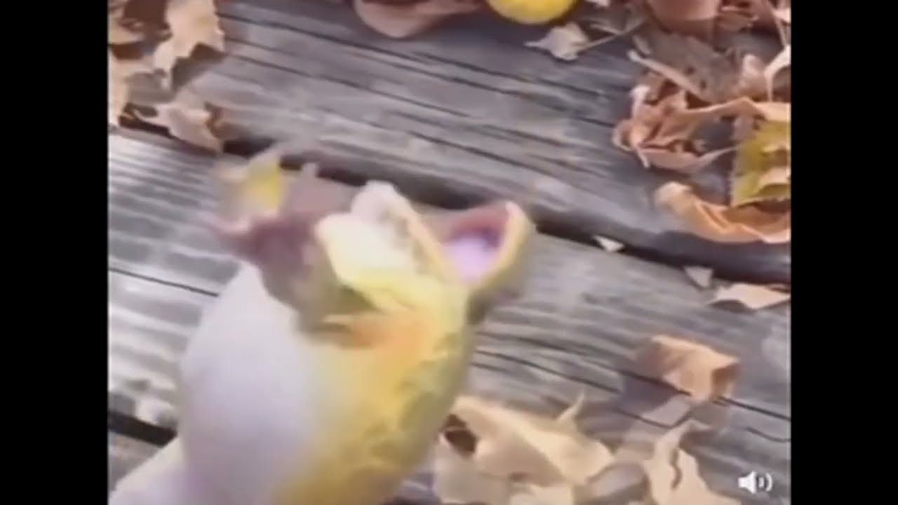 SAPO RINDO - YouTube