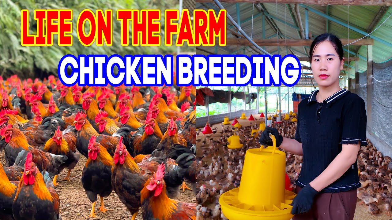 Taking care of chickens, cleaning chicken coops - Daily chores on the ...