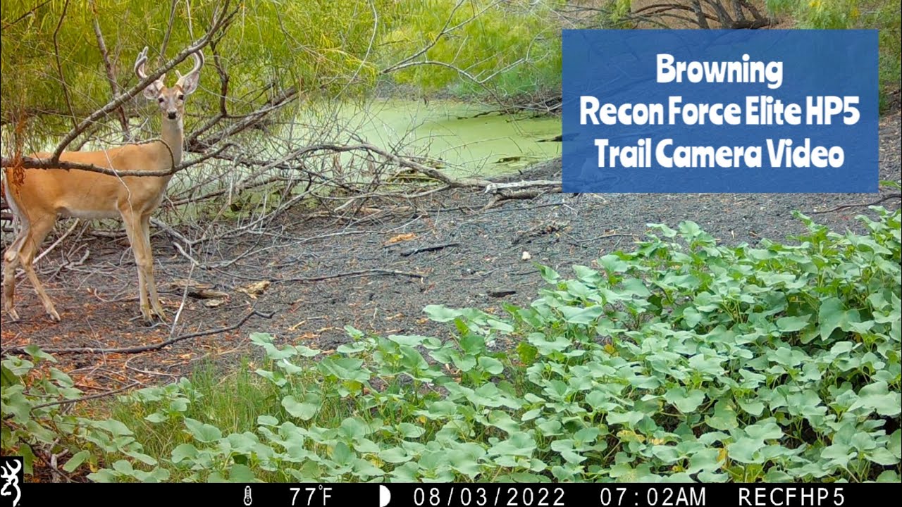 Browning Recon Force Elite HP5 Trail Camera Video: July 30- Aug. 3 ...
