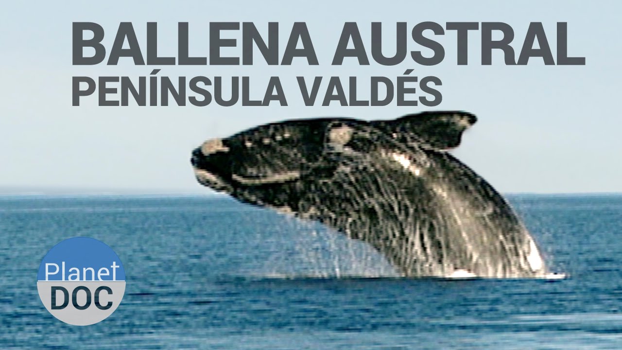 Ballena Austral en Peninsula Valdés | Naturaleza - Planet Doc - YouTube