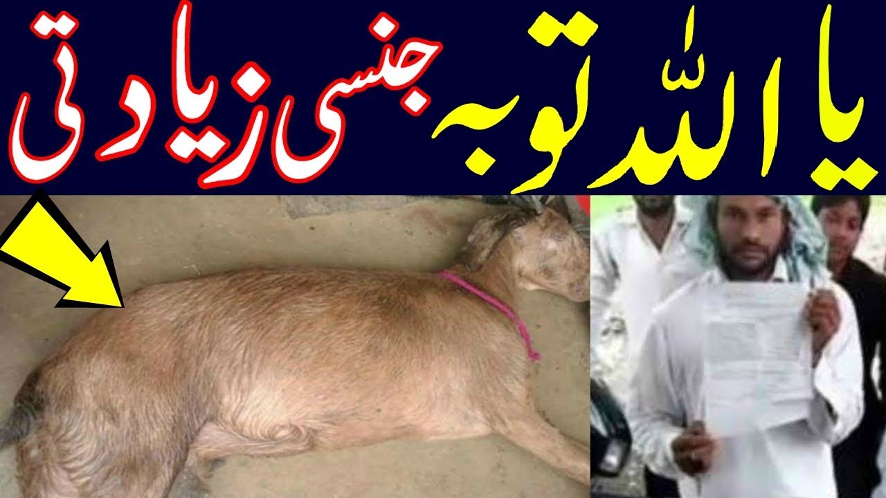 Pregnant goat dies after alleged gang rape by 8 men in Haryana - YouTube