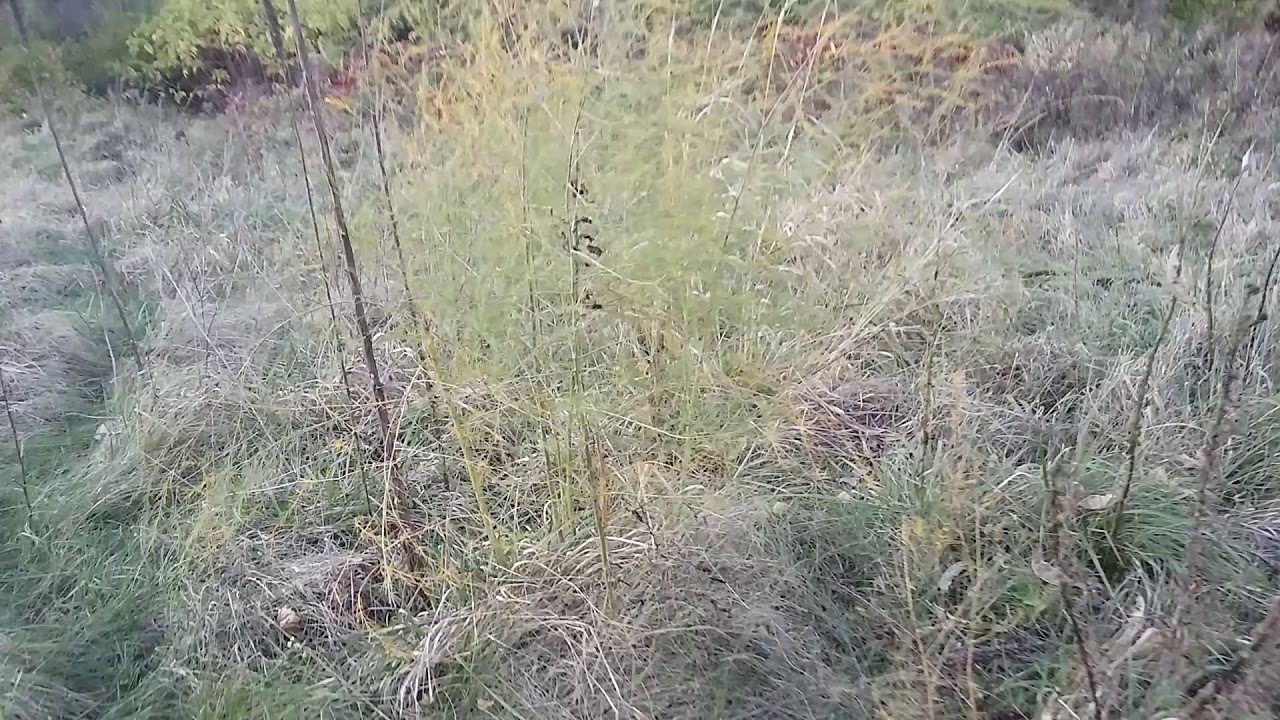 How to Identify Wild Asparagus - YouTube