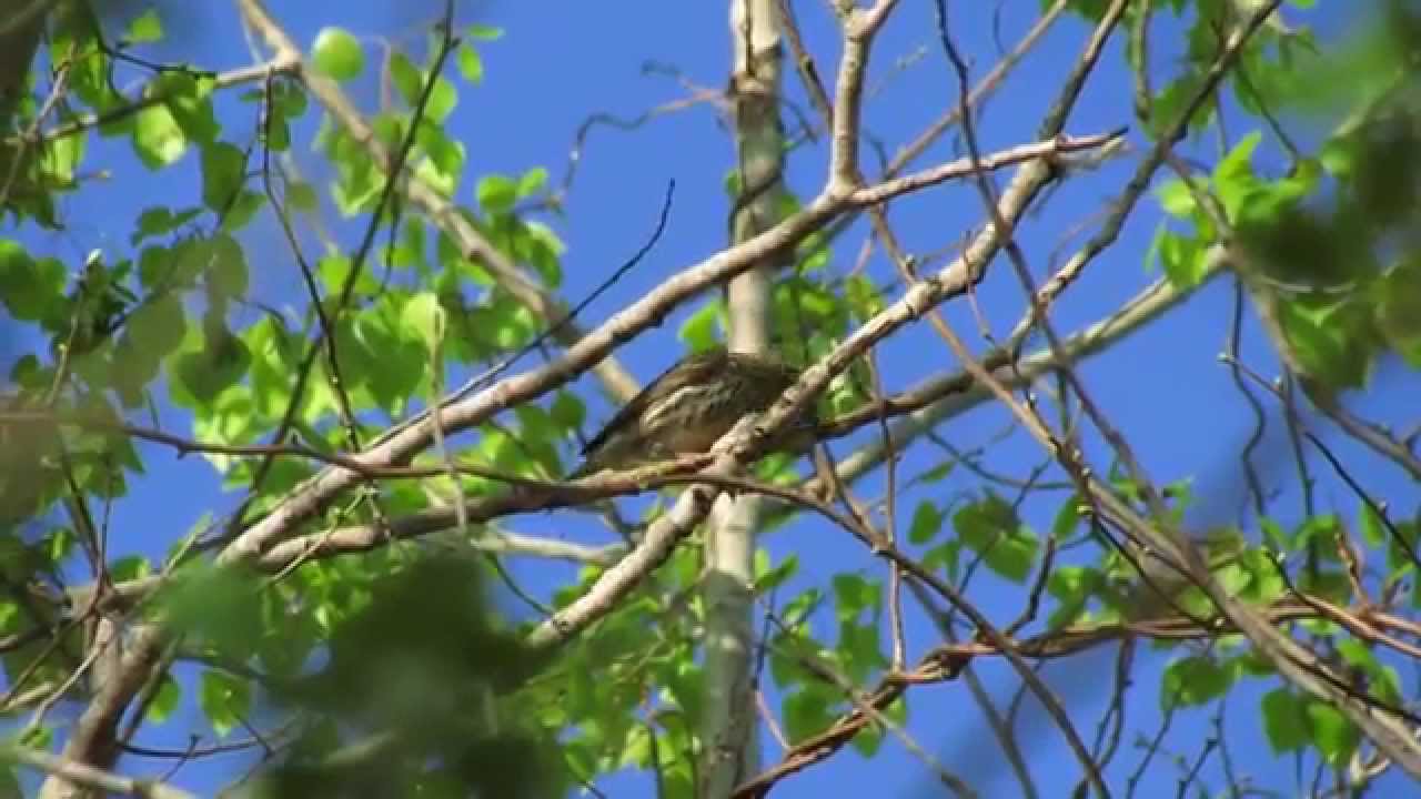 Nesting Purple Finch - YouTube
