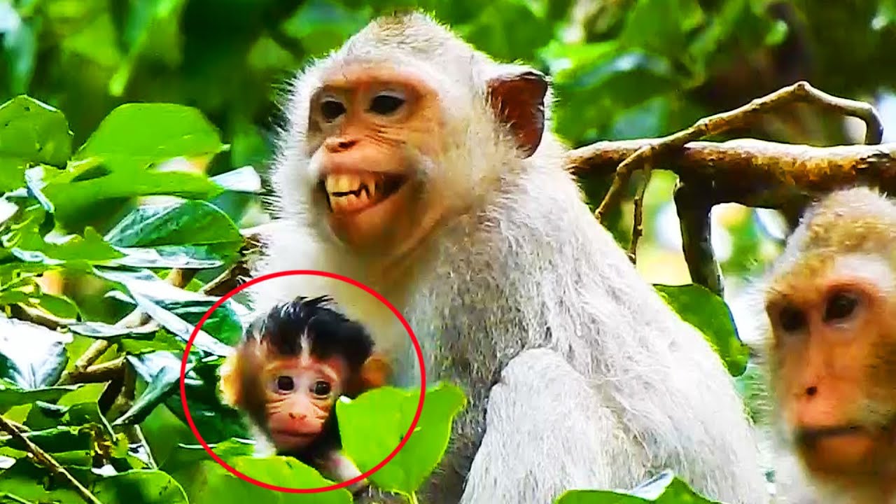The Most So Scared Clip Wild Animals World Club Crying, Newly Monkey ...