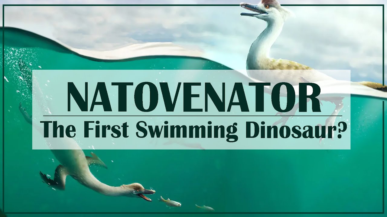 Natovenator, The First Swimming Dinosaur? - YouTube