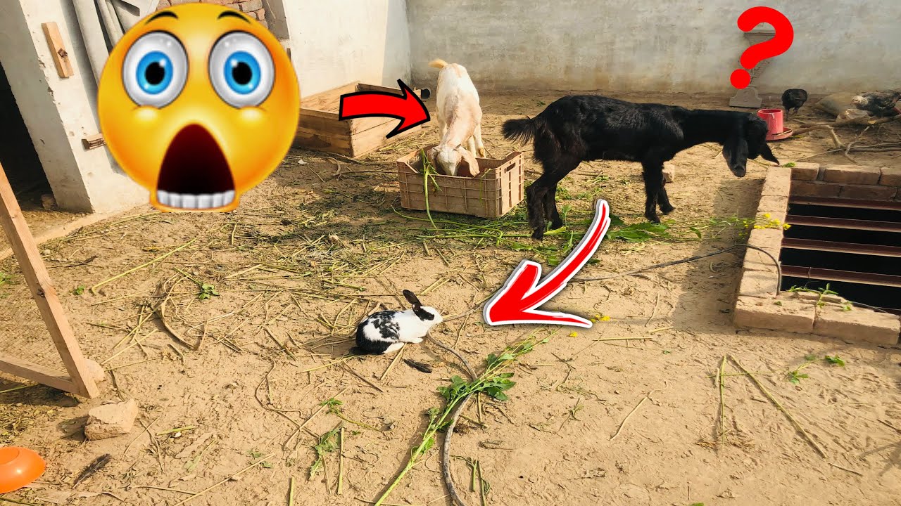 This fodder is a favorite of goats | Goat's favorite food | Shehr main ...