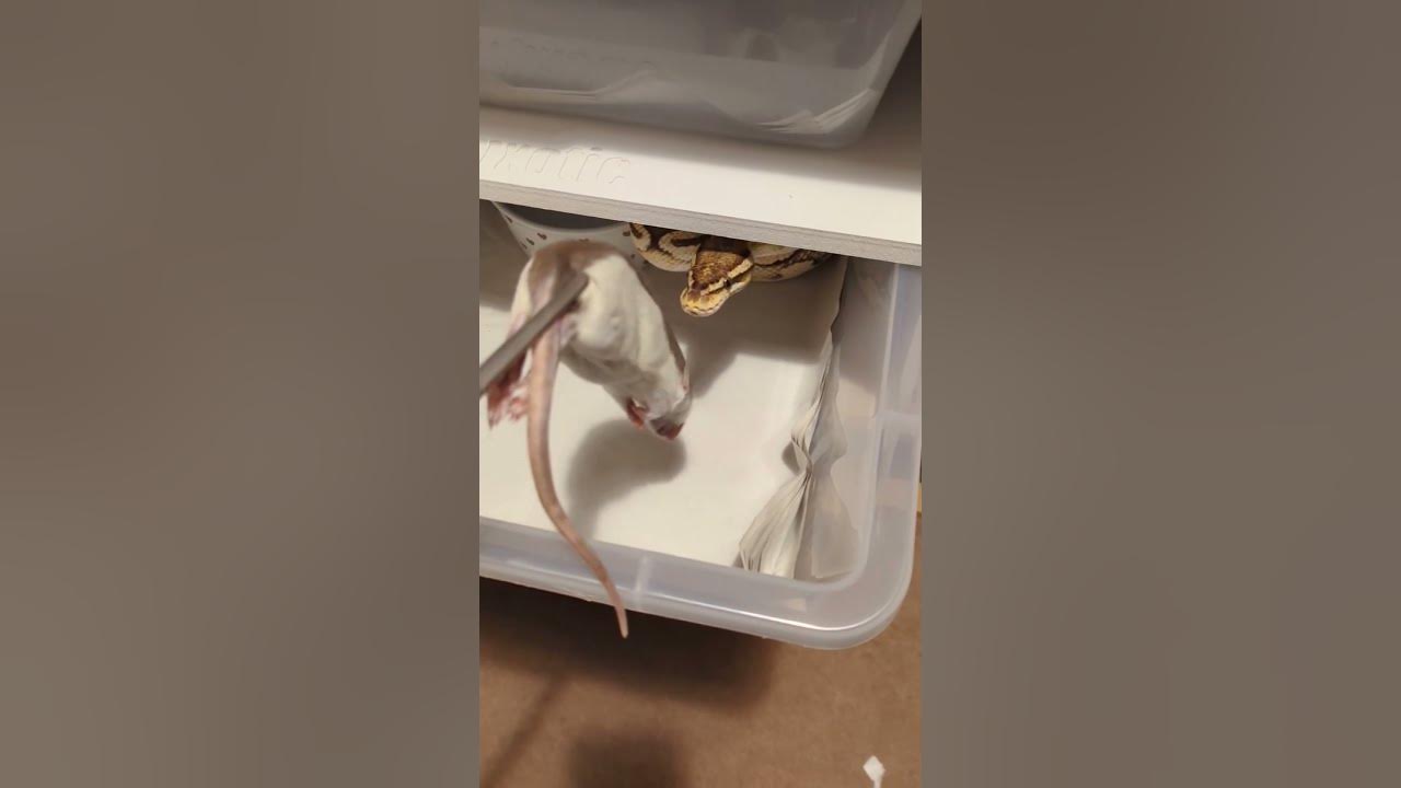 VERY hungry Ball Python feeding 😁 - YouTube