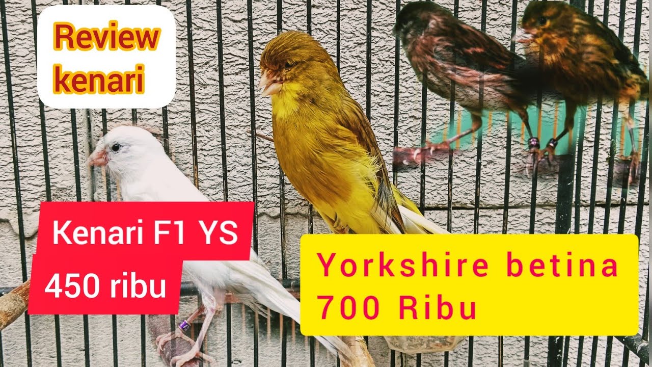 Review kenari F1 YS, harga 450ribuan dikandang Gudang Hobby. #kenari # ...