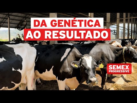 Rebanho 100% Semex: Os Resultados Impressionantes Apresentados no Dia de Campo da Gato do Mato