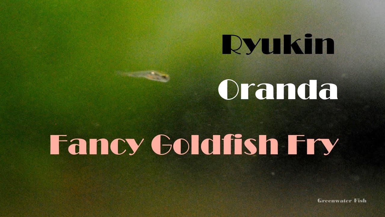 Ryukin and Oranda Goldfish Fry | April 2016 - YouTube