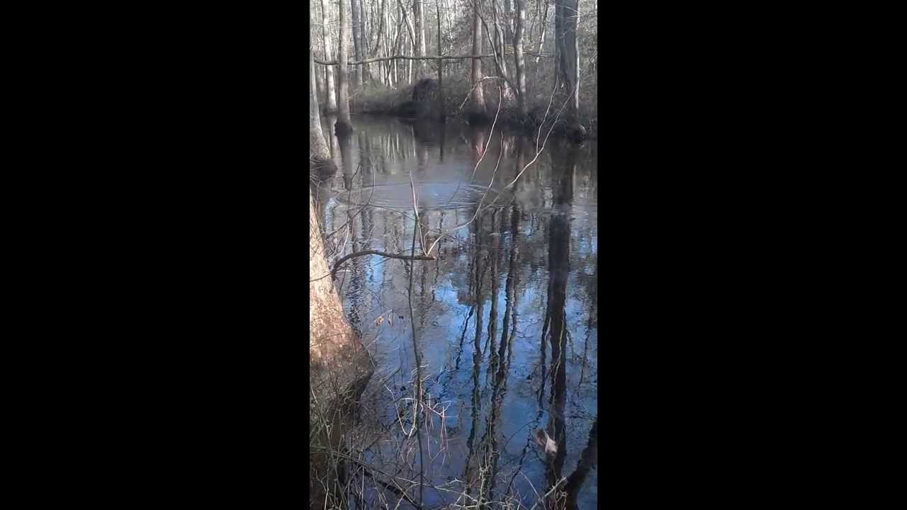 M1000 firecracker in the swamp - YouTube