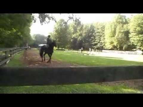 english riding show - YouTube