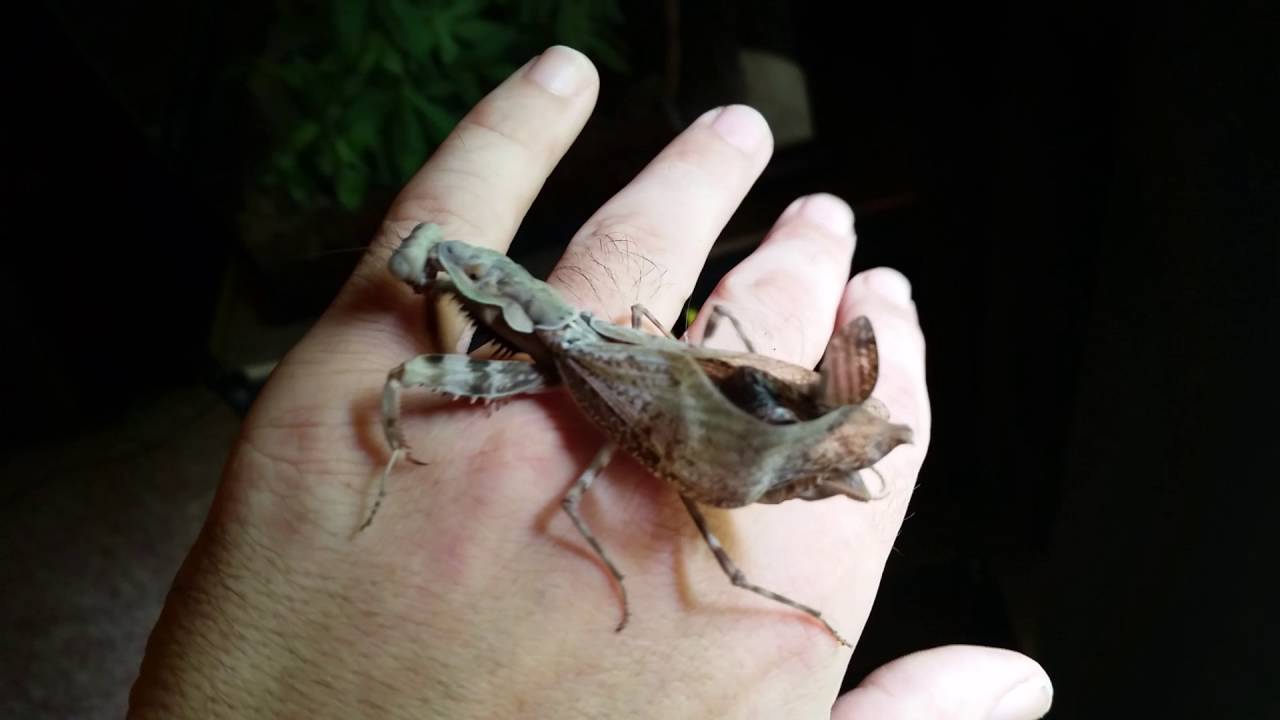 Double Shield Mantis, Deformed after Ultimate Molt. - YouTube