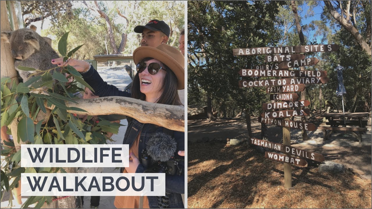 Australia Walkabout Wildlife Park 🦘🐨 🐕 NSW August 2019 🇦🇺 Travel Vlog ...