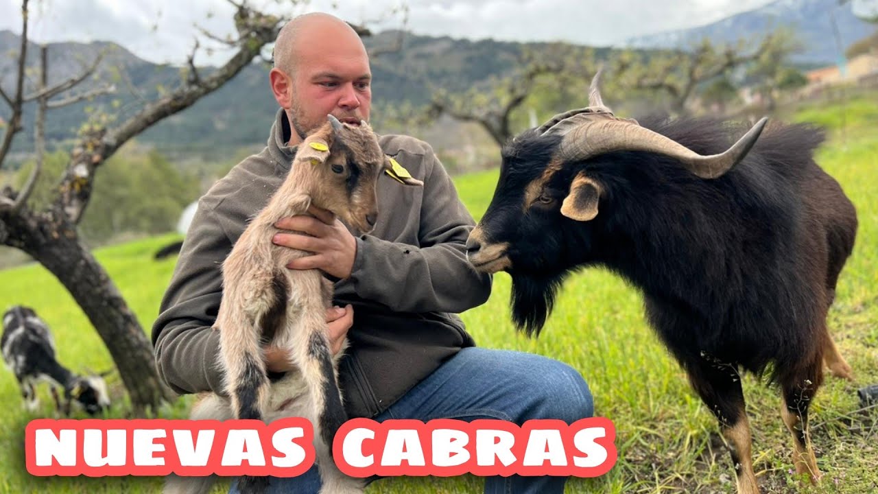 He comprado MAS CABRAS - YouTube