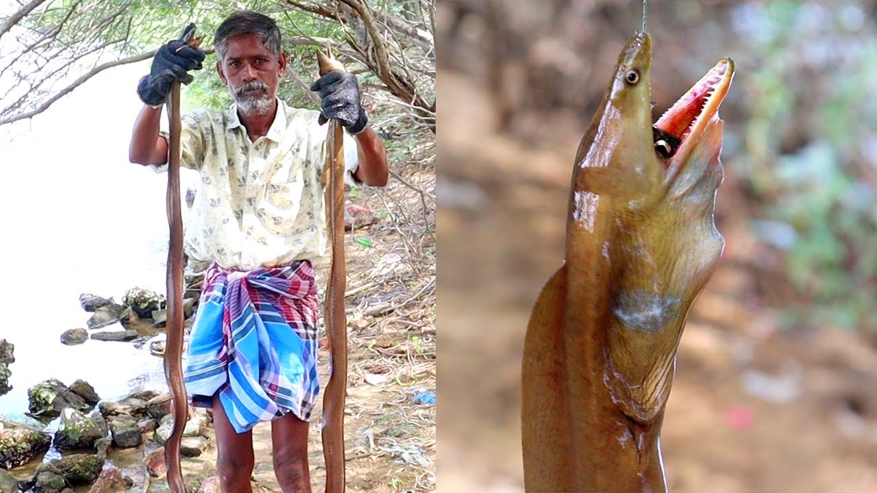 Eels fish fishing in Mangrove forest - YouTube