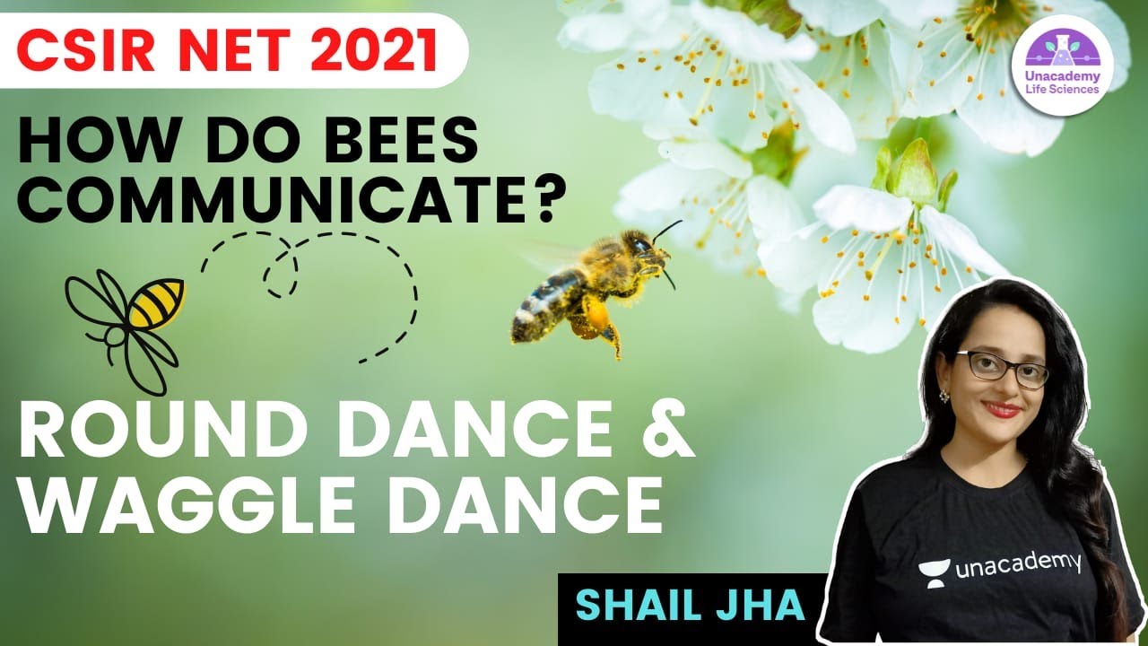 How do Bees Communicate? [Round Dance & Waggle Dance]🎯for CSIR Life Science by Shail Jha - YouTube