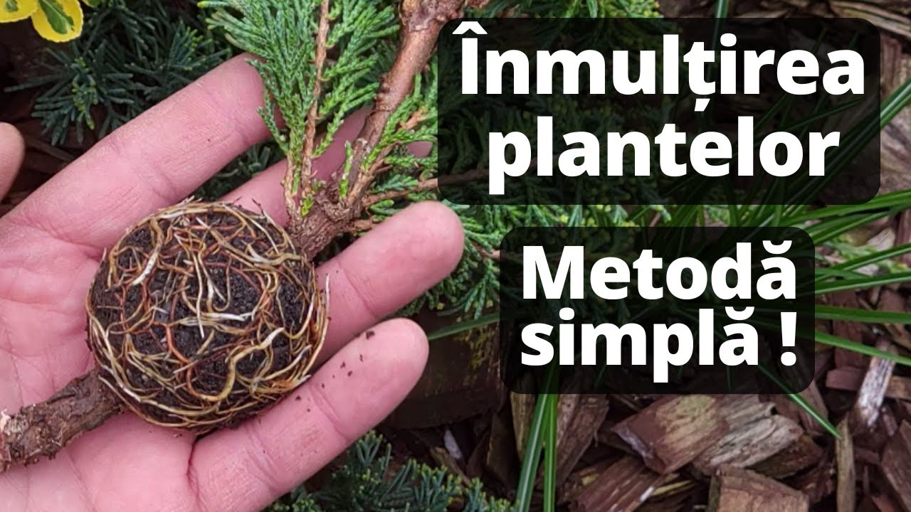 Cum inmultim plantele prin marcotaj aerian - YouTube