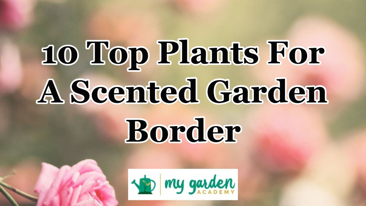 10 Top Plants For A Scented Garden Border - YouTube
