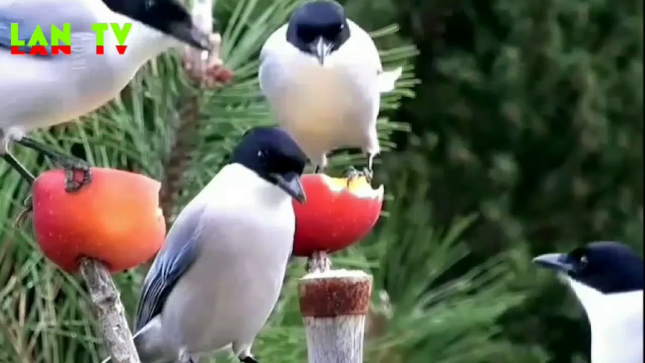 Con Chim Non, Nhạc Thiếu Nhi Vui Nhộn Cho Bé. - YouTube