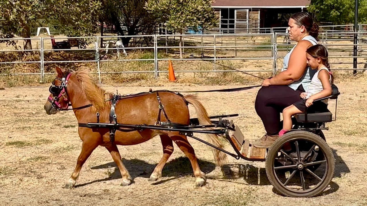 Maggie, the Mini Cart Horse, Struts Her Stuff! - YouTube